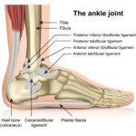Basics of Anatomy: Ankle Joint - Moushu's Pilates
